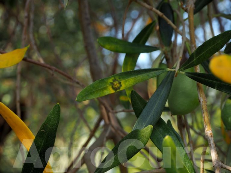 Olive peacock spot or olive scab – AgroCure
