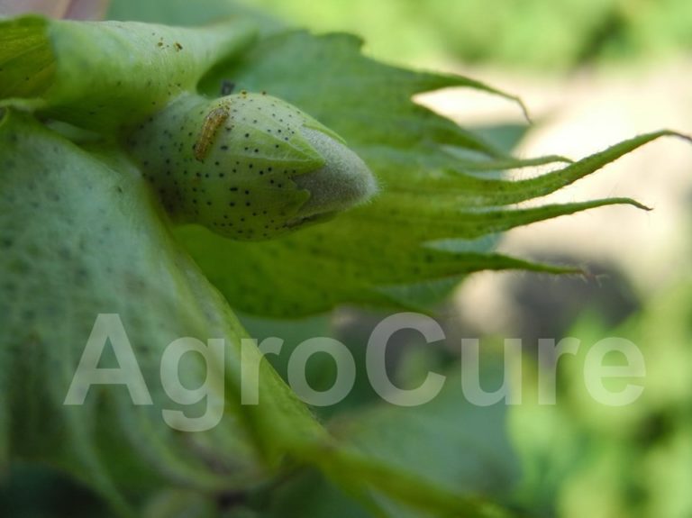 Cotton bollworm (or Corn earworm or African bollworm) – AgroCure